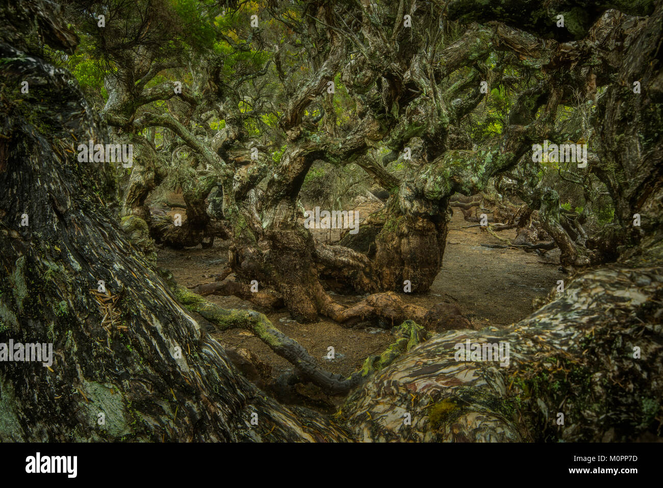 Paperbark trees at Goblin Swamp in Greater National Park Stock Photo ...