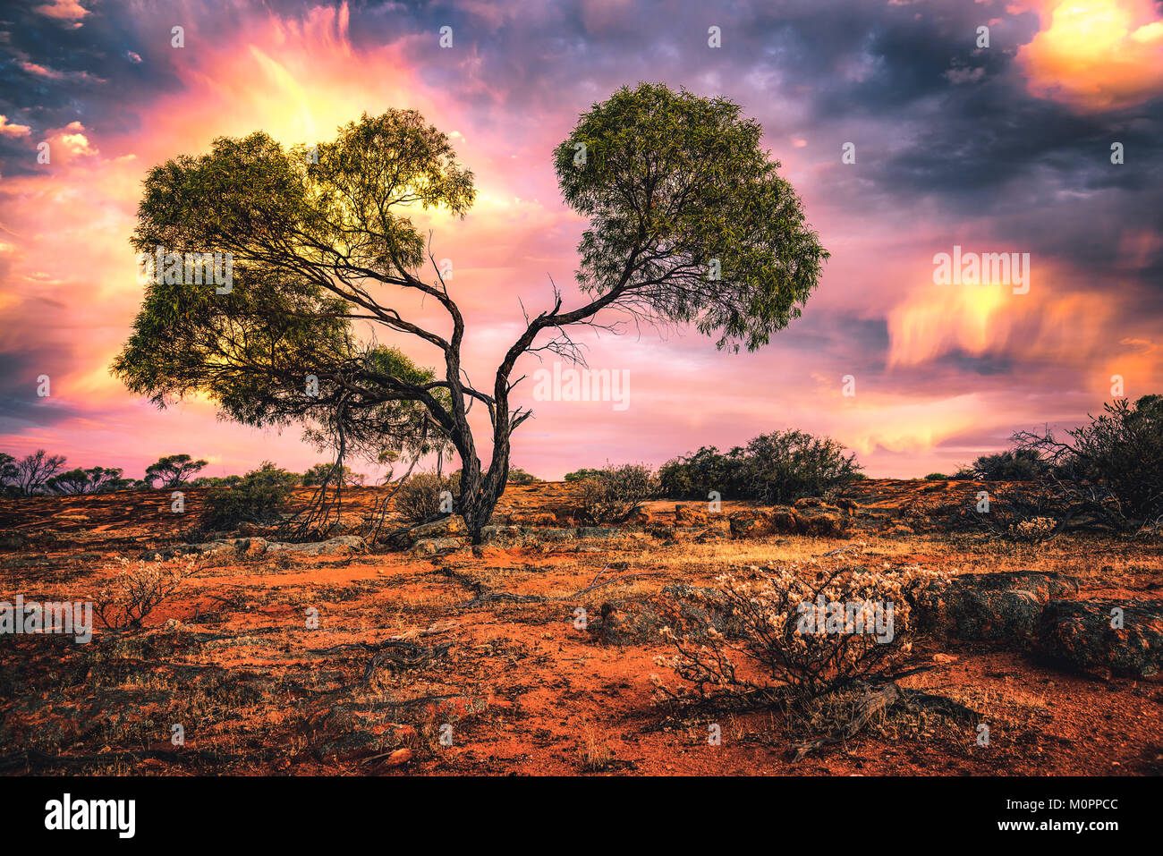 Golden outback hi-res stock photography and images - Alamy
