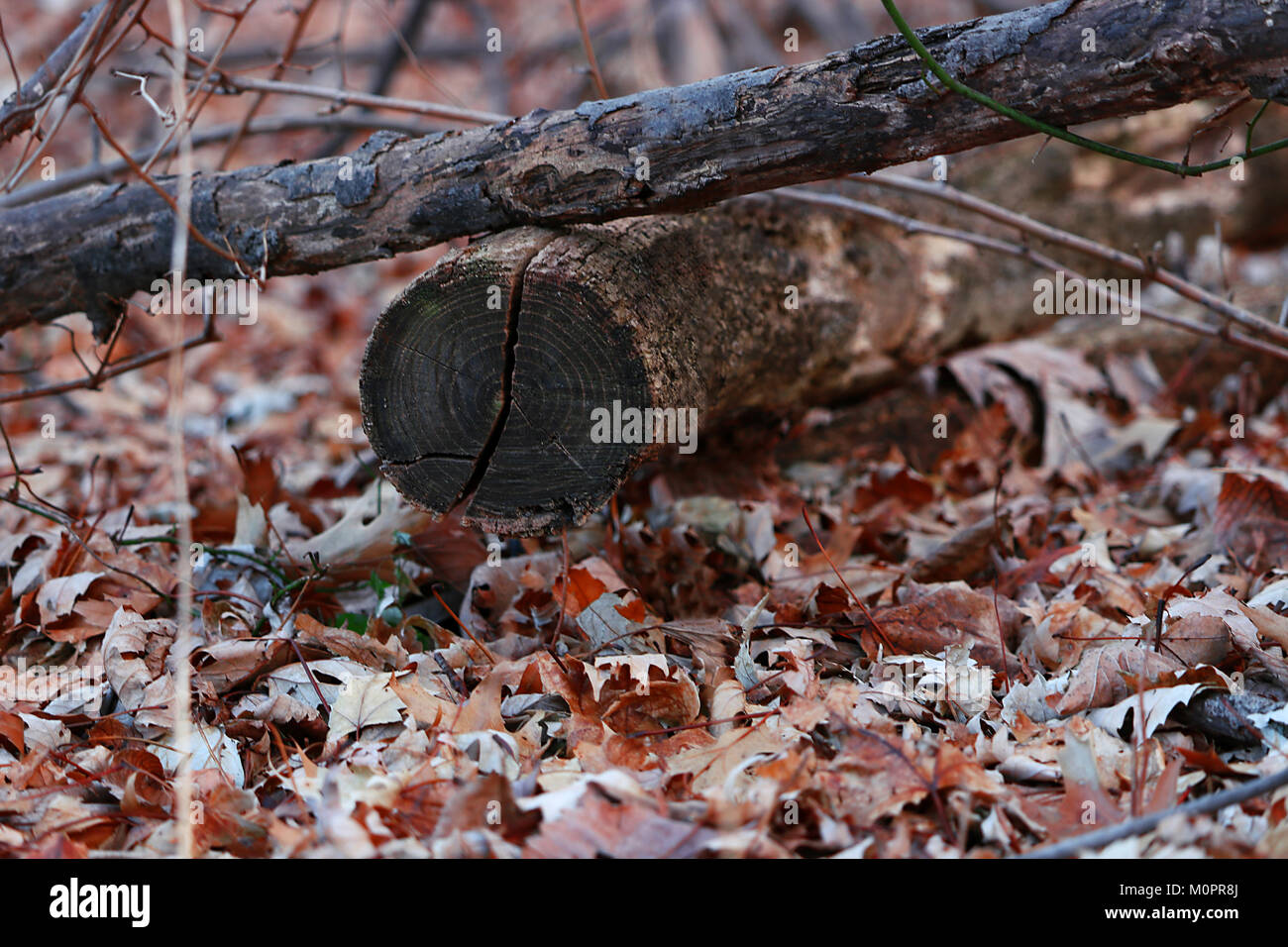 trees section cut wood Stock Photo - Alamy