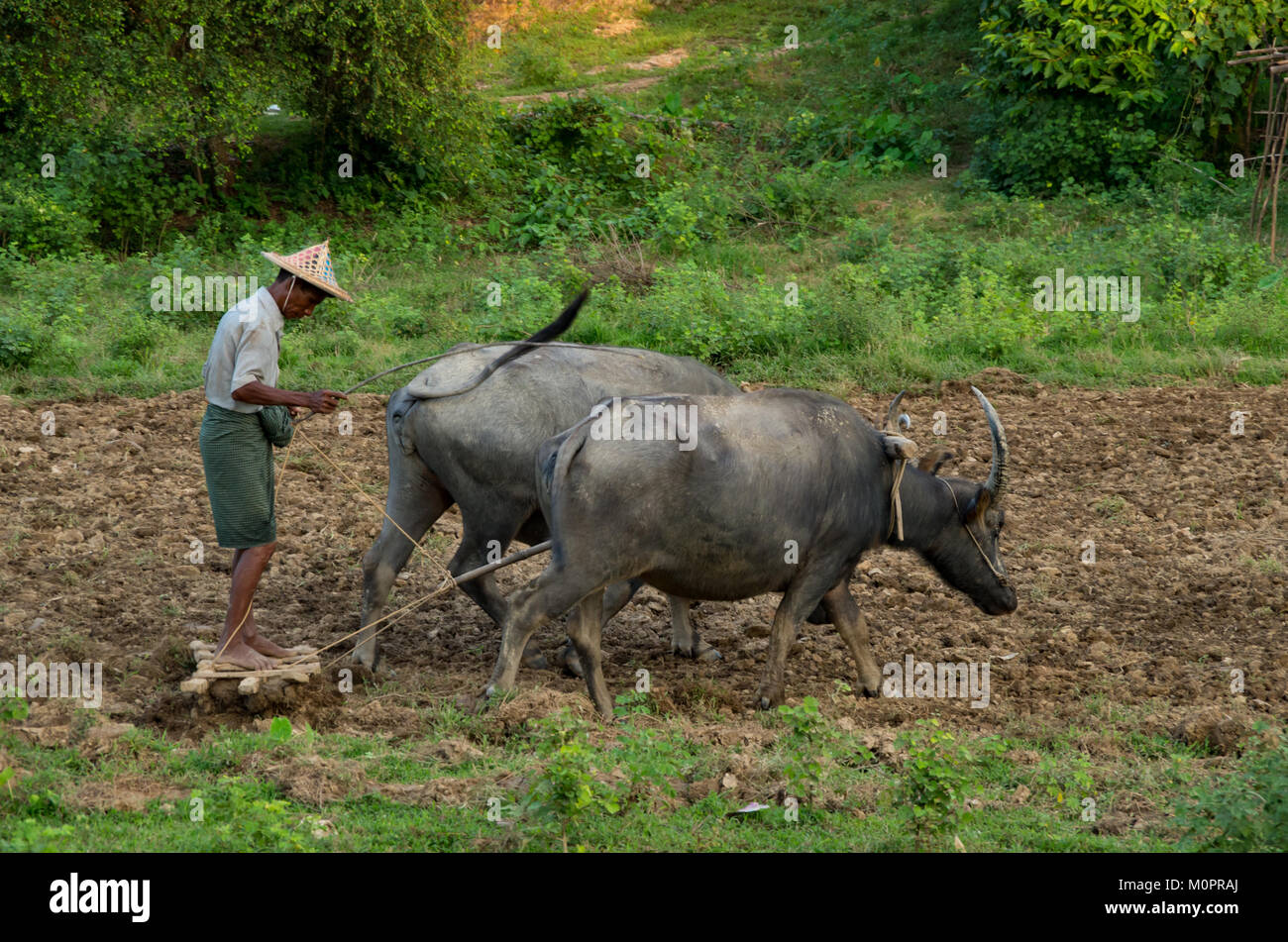 Two water buffaloes and a farmer plowing a field with traditional ...