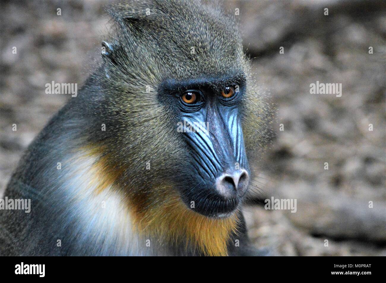 Subordinate male Mandrill Stock Photo - Alamy