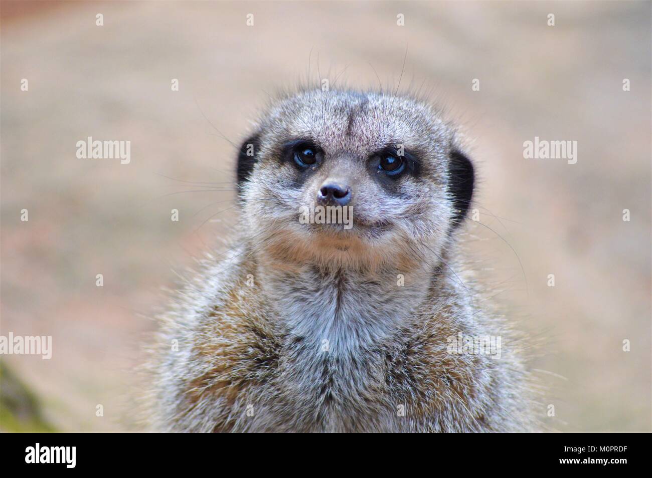Cheeky animals hi-res stock photography and images - Alamy