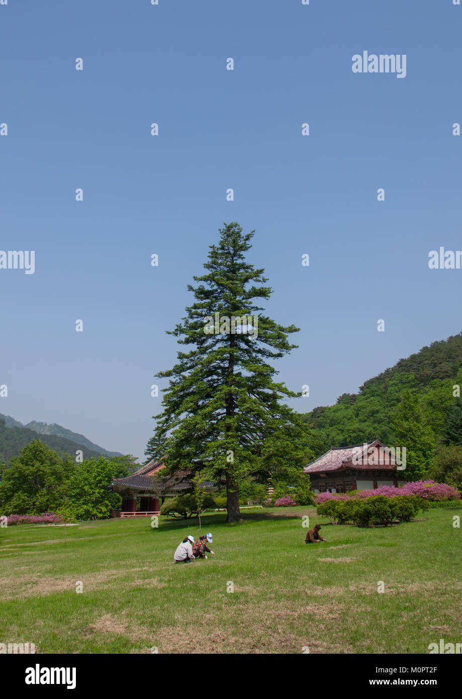 North koreans people gardening in Pohyon-sa Korean buddhist temple ...