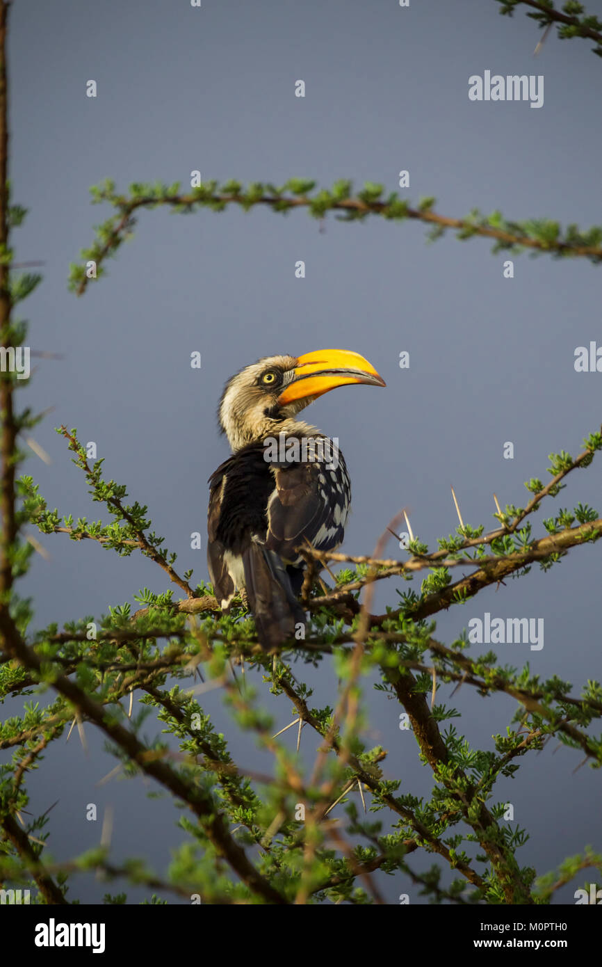 Curved bill birds hi-res stock photography and images - Alamy