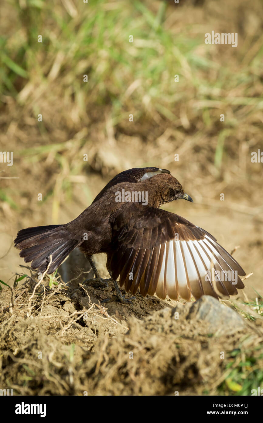 Anteater Chat (Myrmecocichla aethiops) courting display Lake Nakuru ...