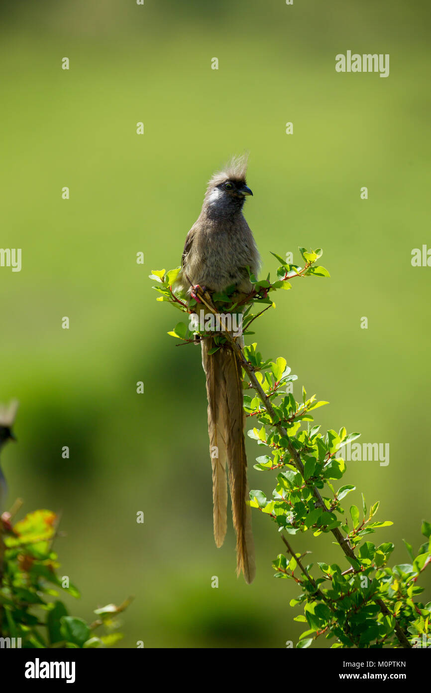 Mousebirds hi-res stock photography and images - Alamy