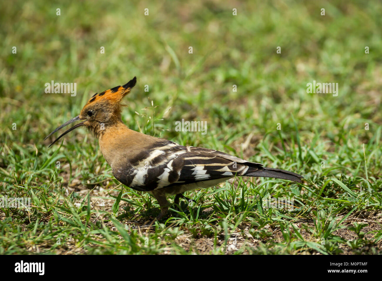 Crested Hoopoe (Upupa epops) walking on the savannah in Masai Mara ...