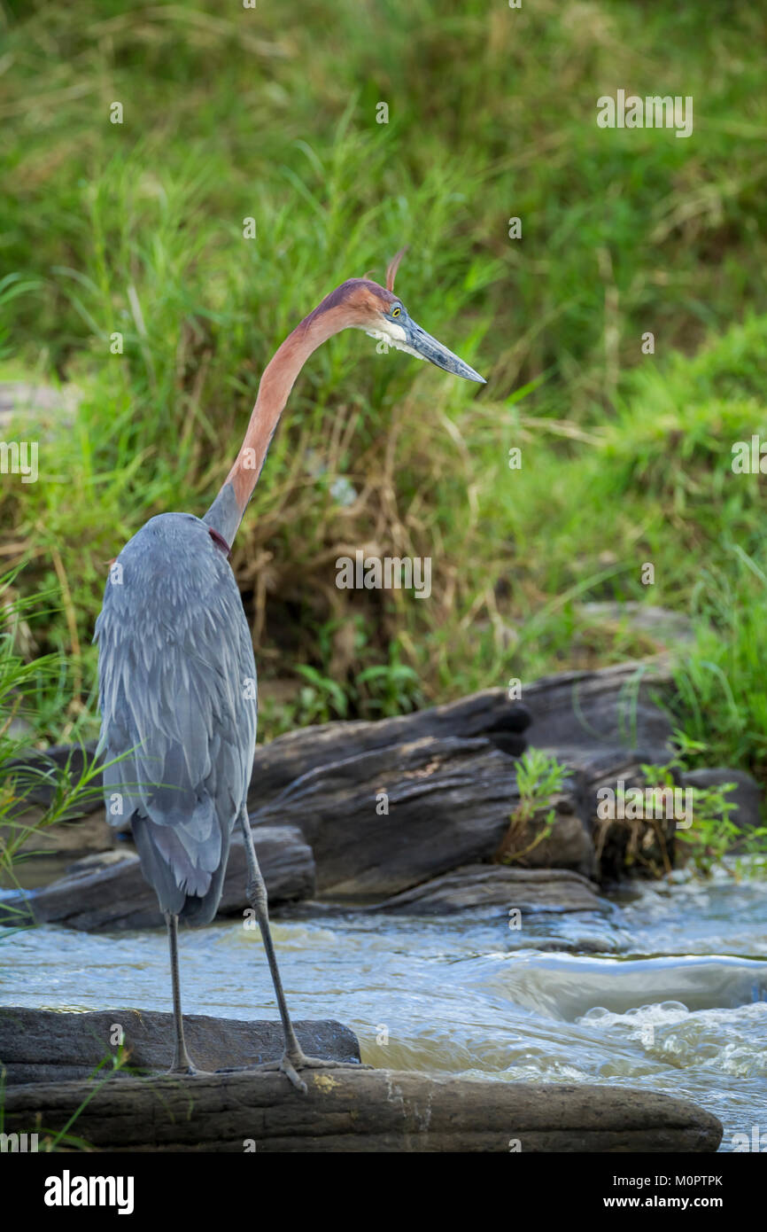 Goliath Heron (Ardea goliath) perched on a rock by a stream in Masai ...
