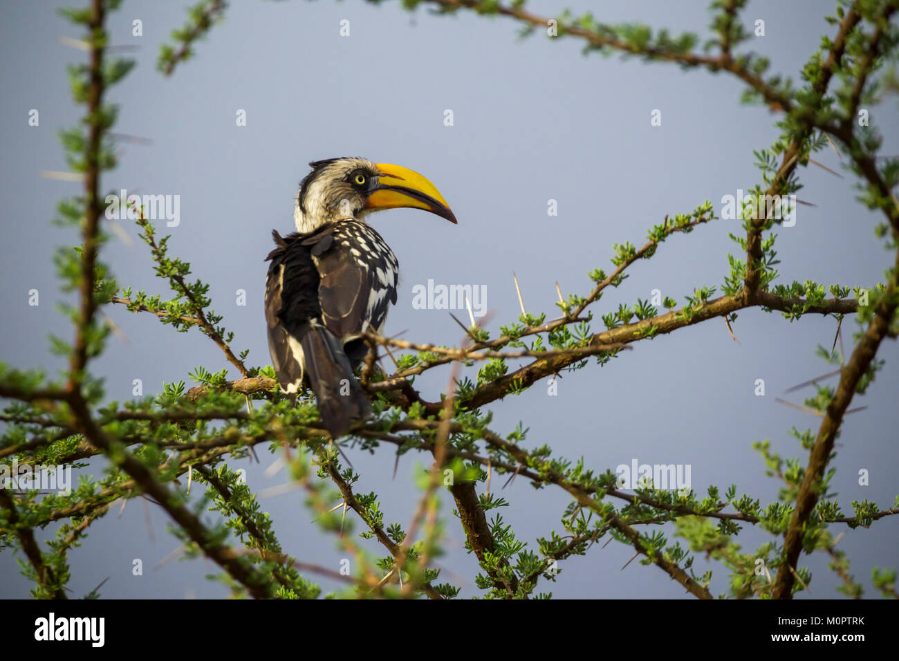 Curved bill birds hi-res stock photography and images - Alamy