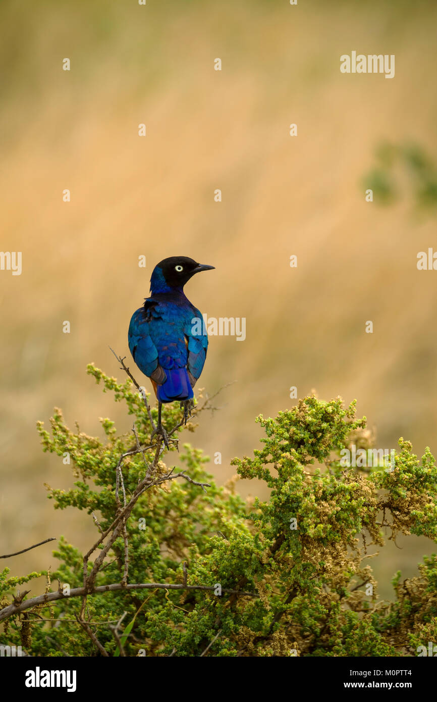 East african superb starling hi-res stock photography and images - Alamy