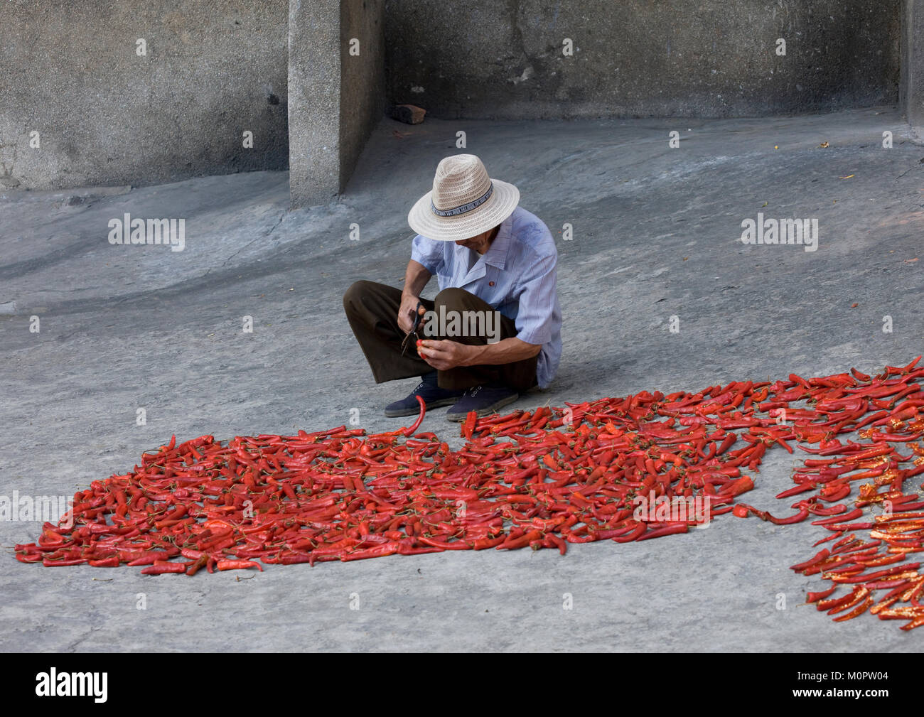 North Korean man drying kimchi spcies on the pavement, Pyongan Province ...