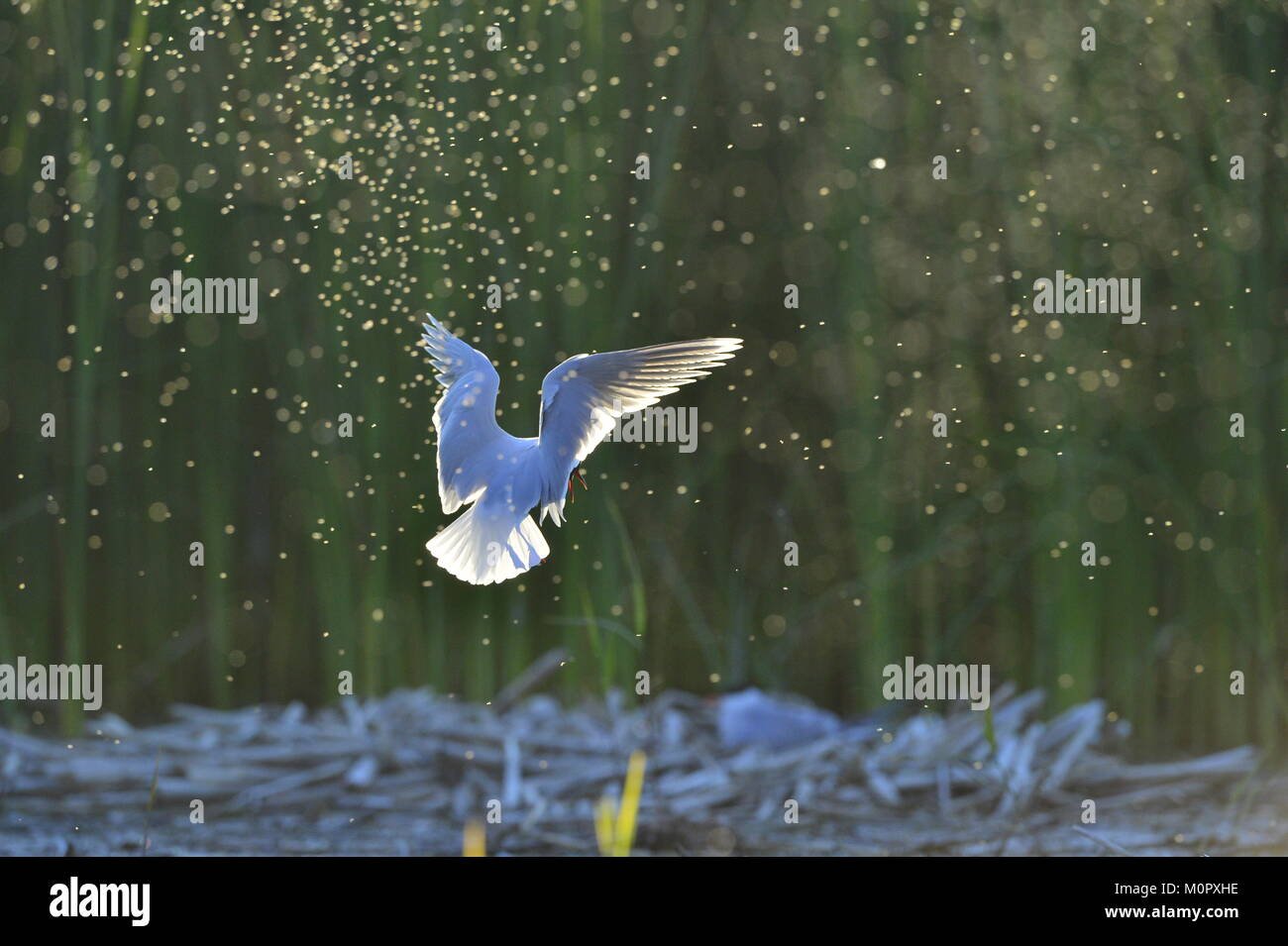 The Little Gull (Larus minutus) in flight on the green grass background ...
