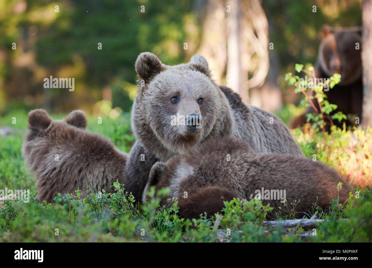 She-bear and bear-cubs. Adult female of Brown Bear (Ursus arctos) with ...