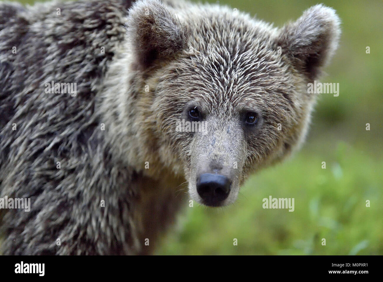 Grizzly Bear. Brown Bear ( Ursus Arctos ). Close up Portrait Stock Photo - Alamy