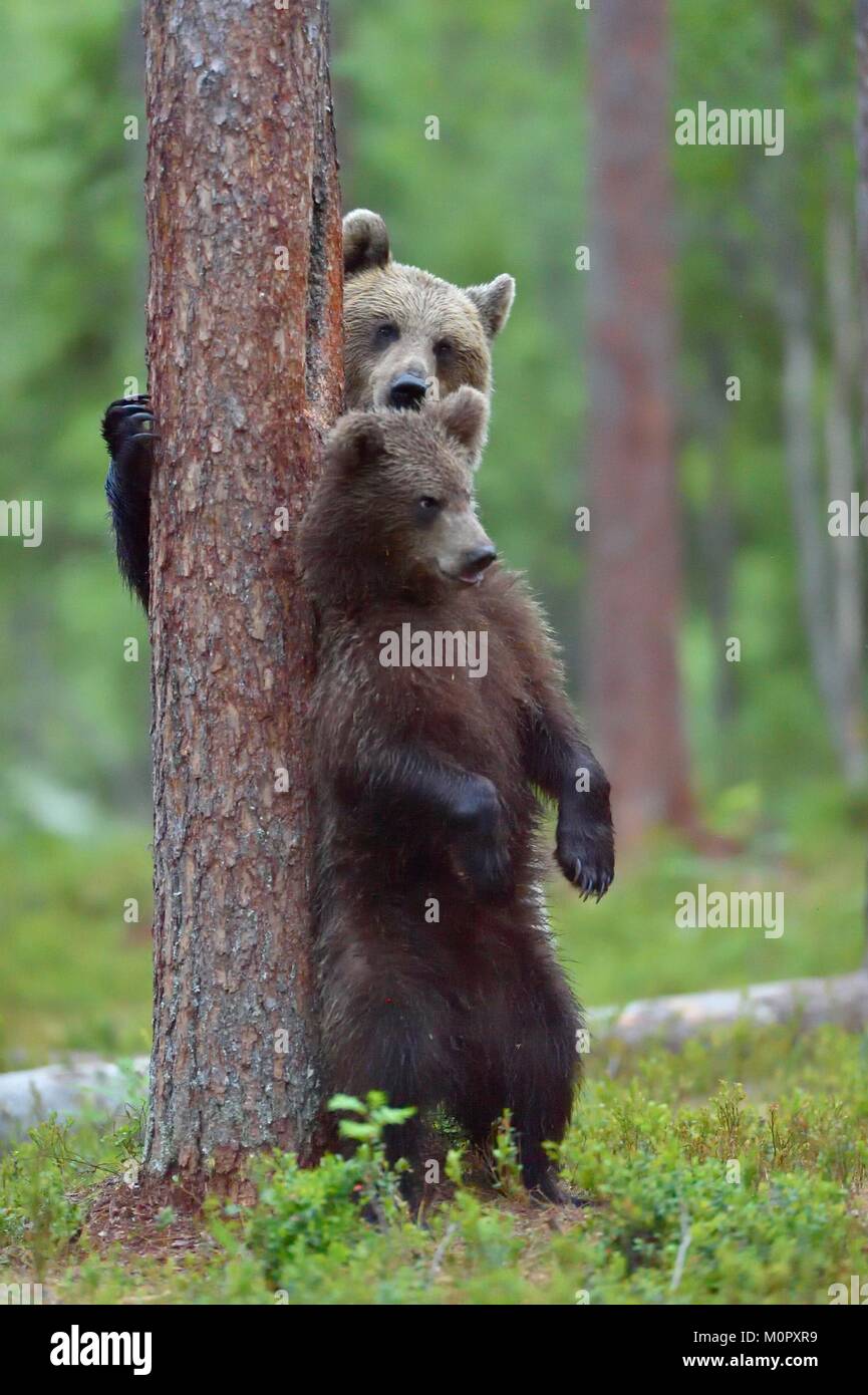 Angry grizzly bear standing hi-res stock photography and images - Alamy