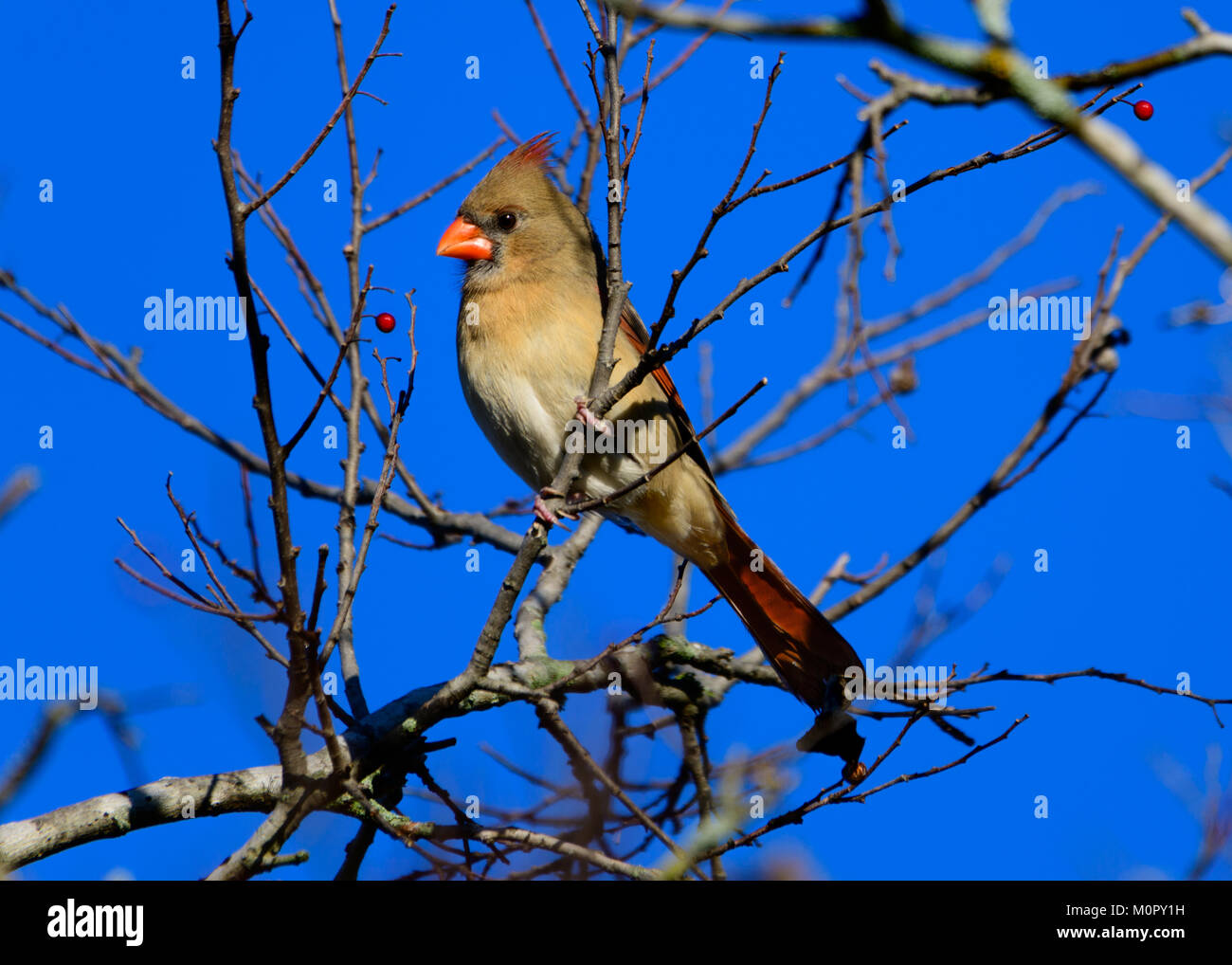 Female northern cardinal cardinalis red hi-res stock photography and ...