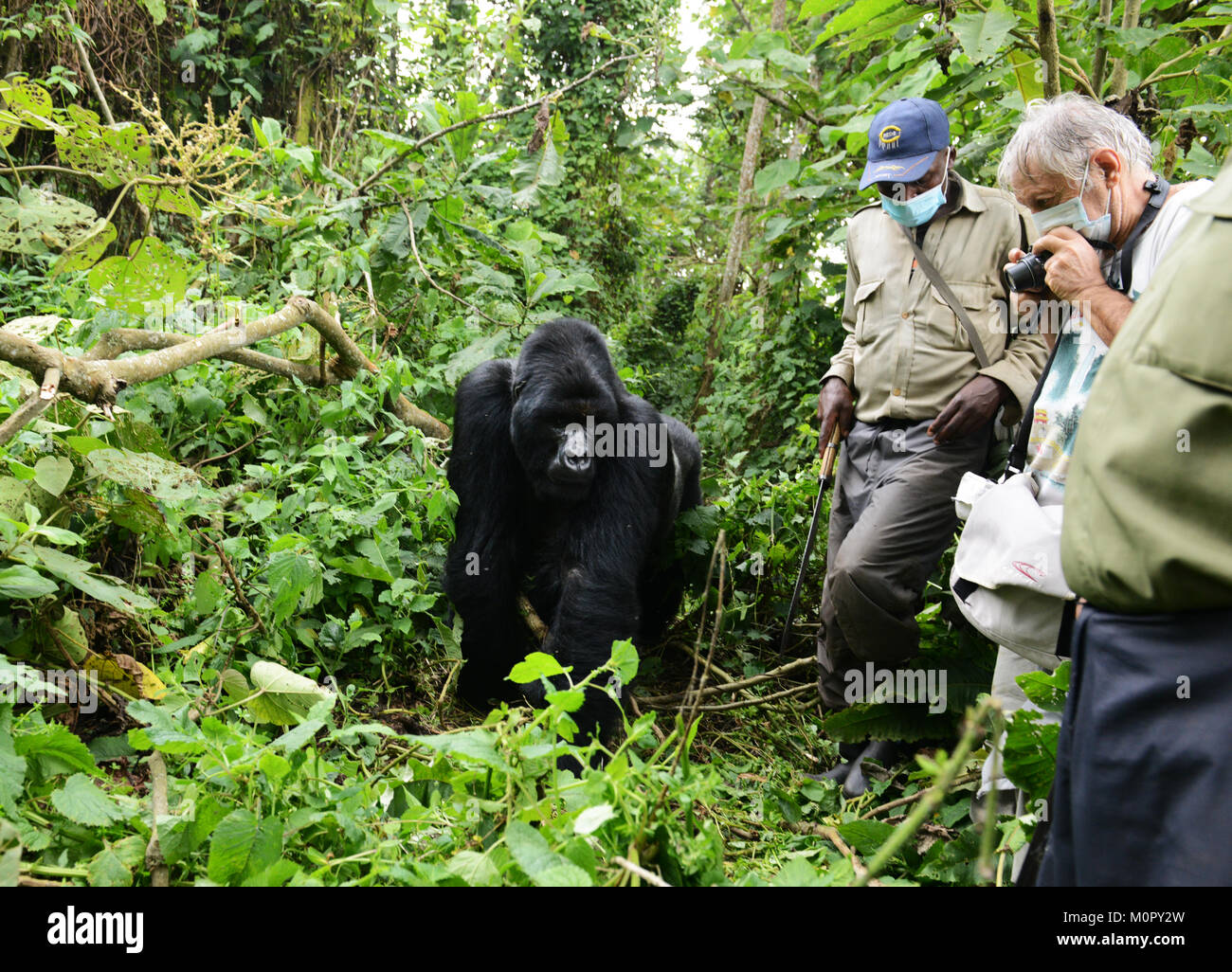 National park ranger back hi-res stock photography and images - Alamy