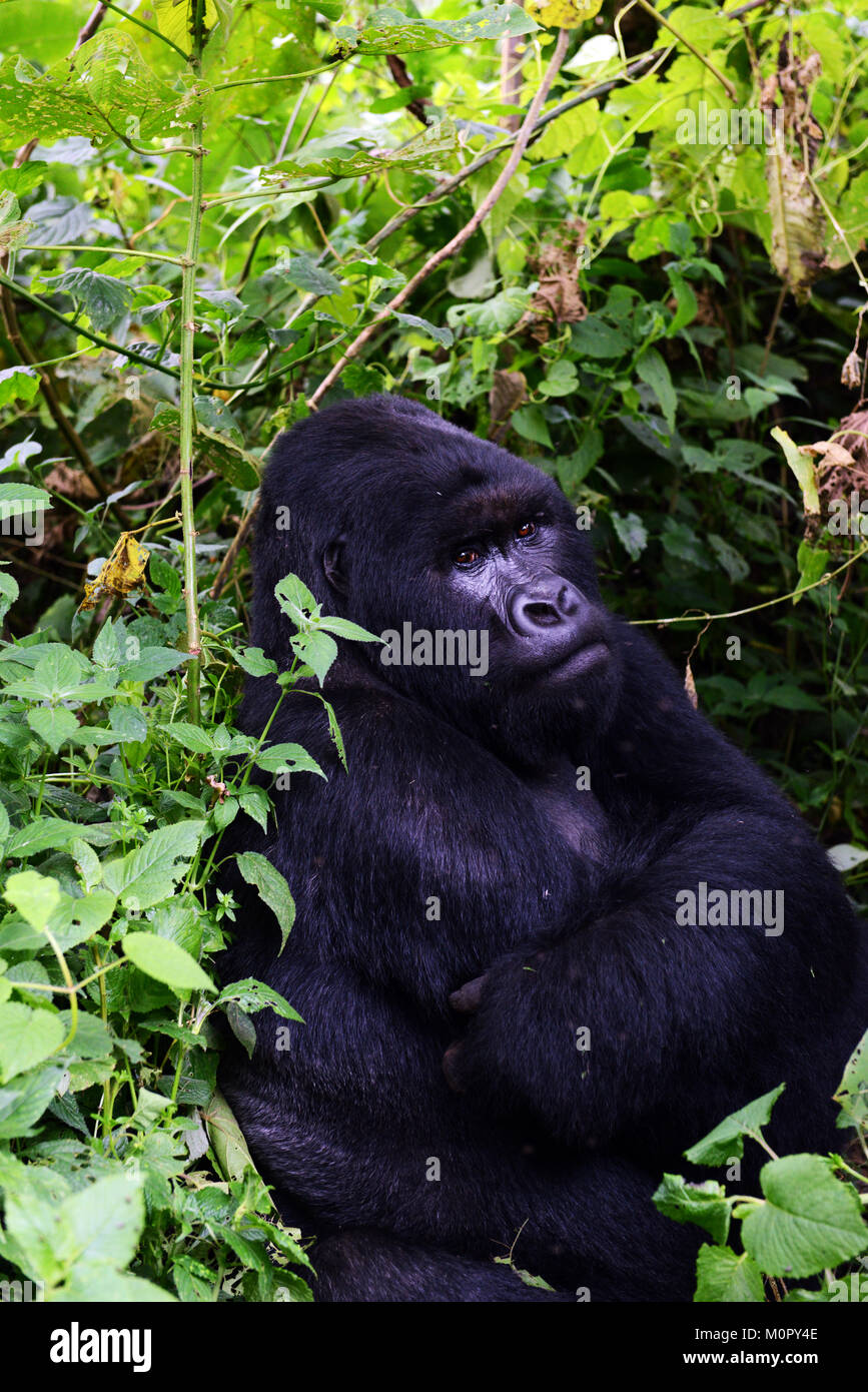 Black back mountain gorillas hi-res stock photography and images - Alamy