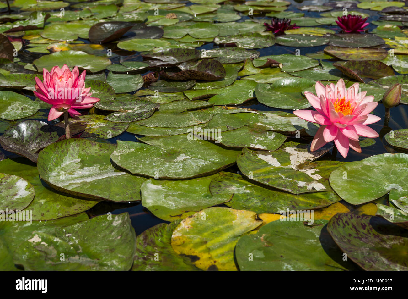 Water lily blooms and lily pads on a calm pond Stock Photo - Alamy