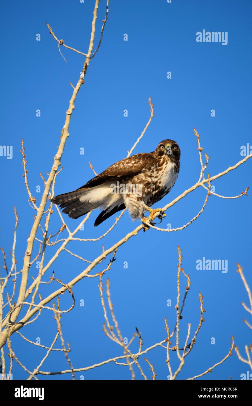 Red tailed hawk perched hi-res stock photography and images - Alamy