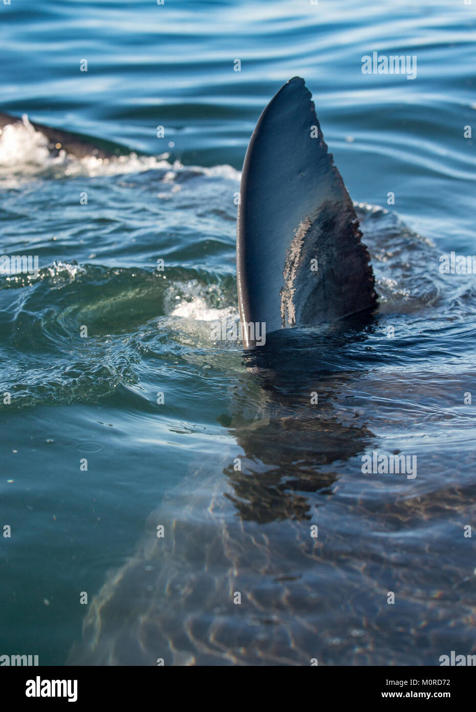Great white shark dorsal fin hi-res stock photography and images - Alamy