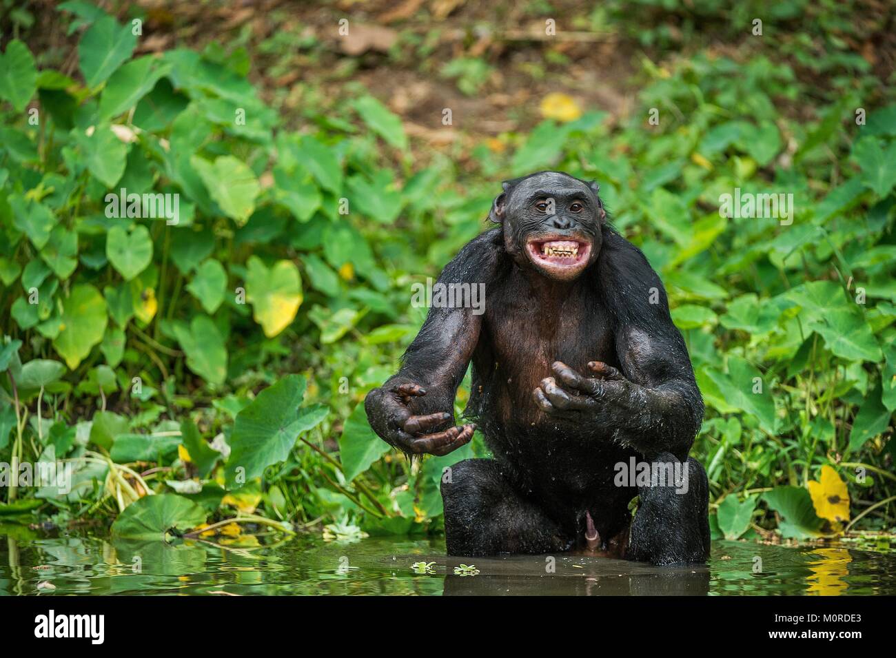 The chimpanzee Bonobo in the water with pleasure and smiles. At a short ...