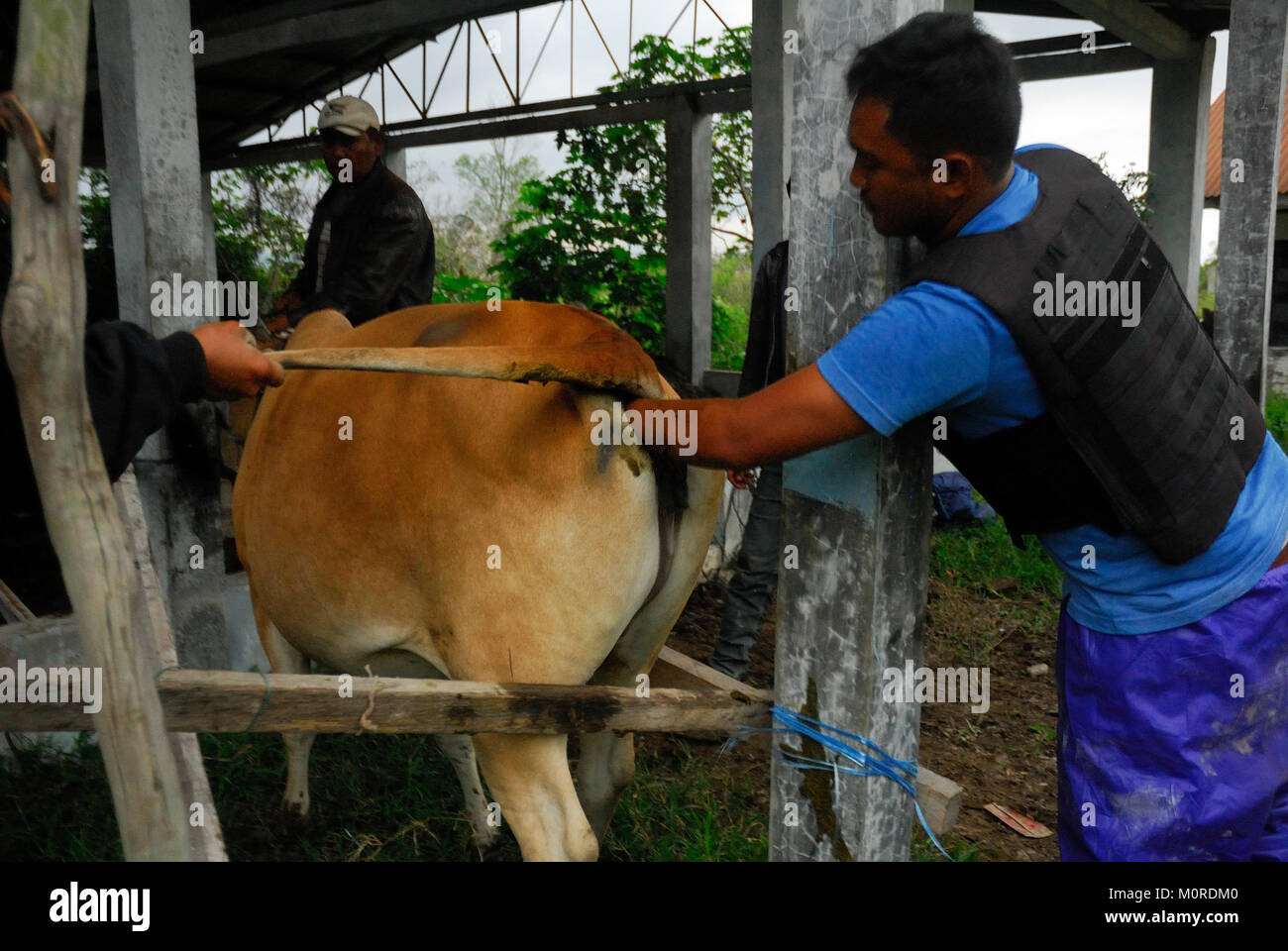 Indonesia. 23rd Jan, 2018. artificial insemination is the introduction ...