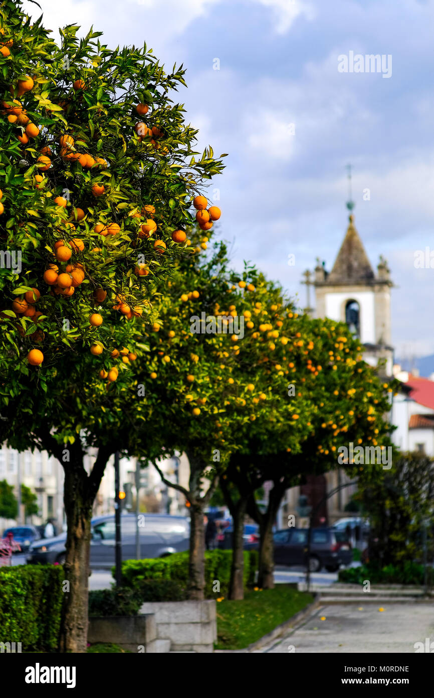 dozens of orange trees in a square of Braga, Portugal are heavy with ...
