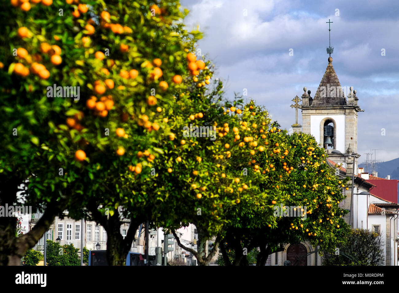 dozens of orange trees in a square of Braga, Portugal are heavy with ...