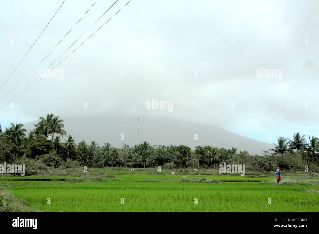 Daraga, Albay, Philippines. 23rd Jan, 2018. Farmers visited their ...
