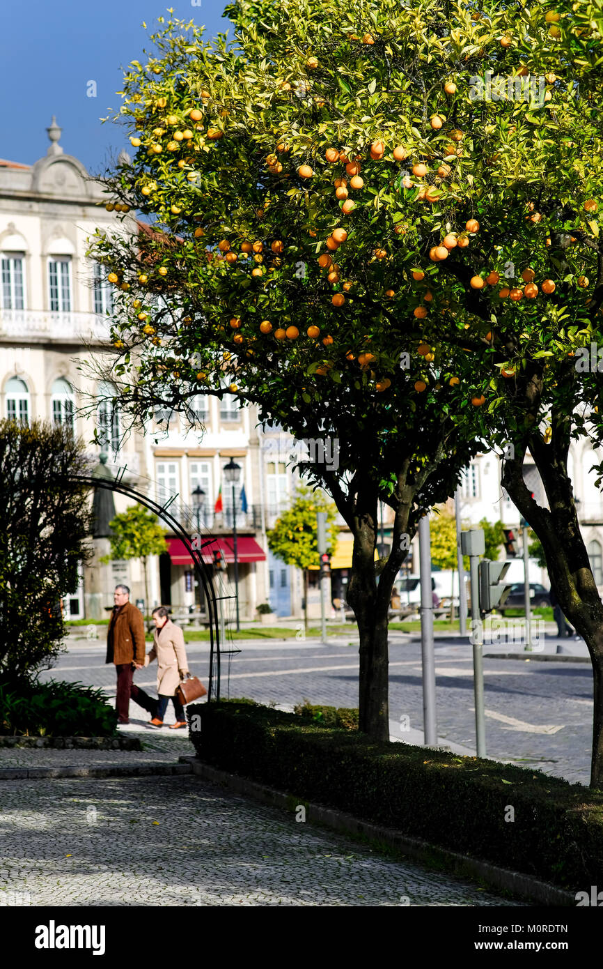 dozens of orange trees in a square of Braga, Portugal are heavy with ...