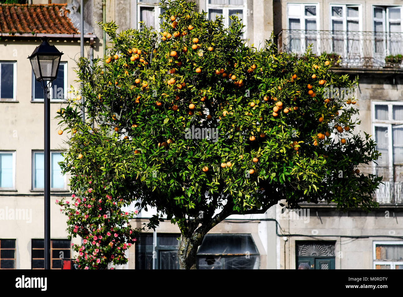 dozens of orange trees in a square of Braga, Portugal are heavy with ...