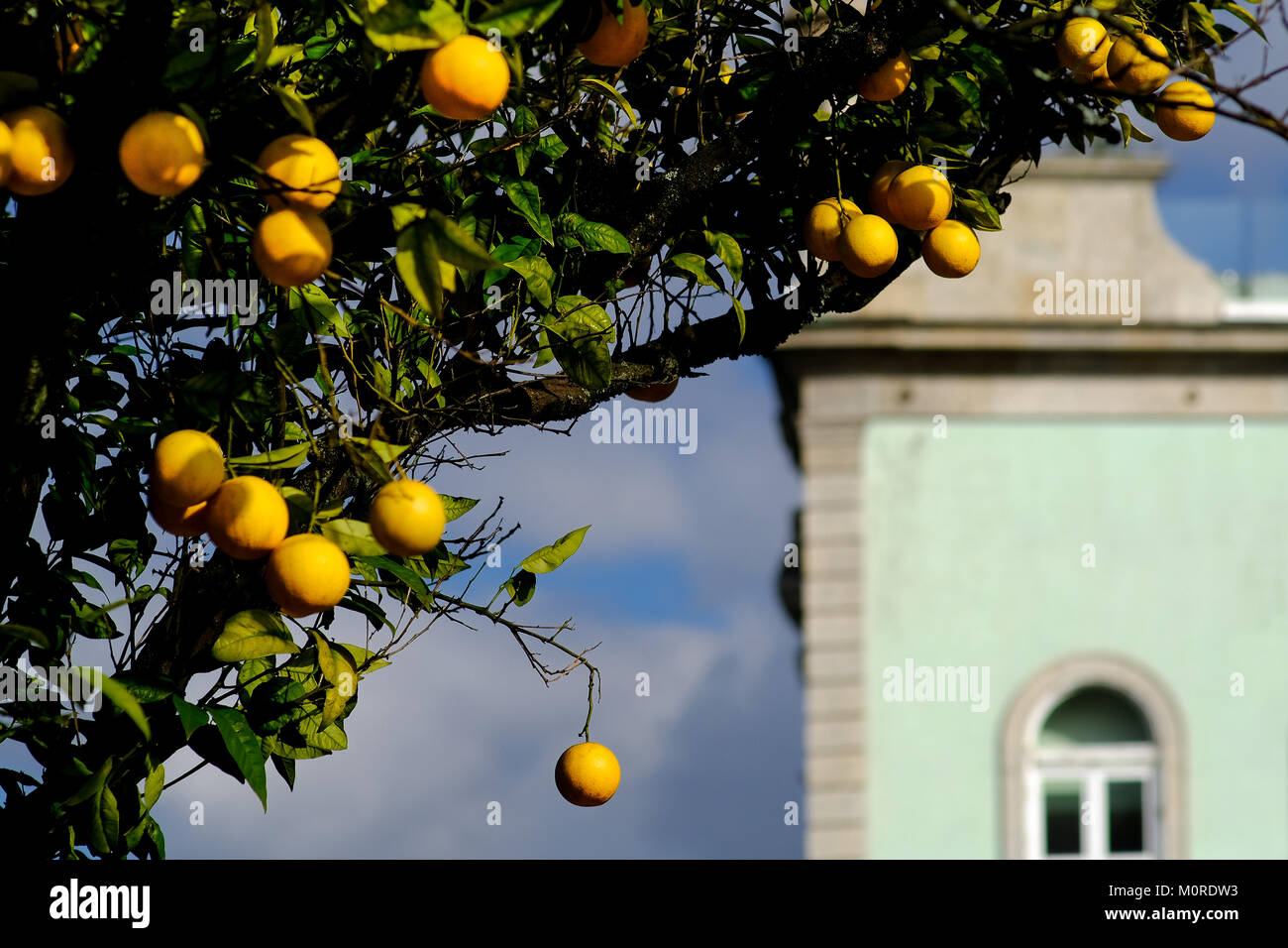 dozens of orange trees in a square of Braga, Portugal are heavy with ...