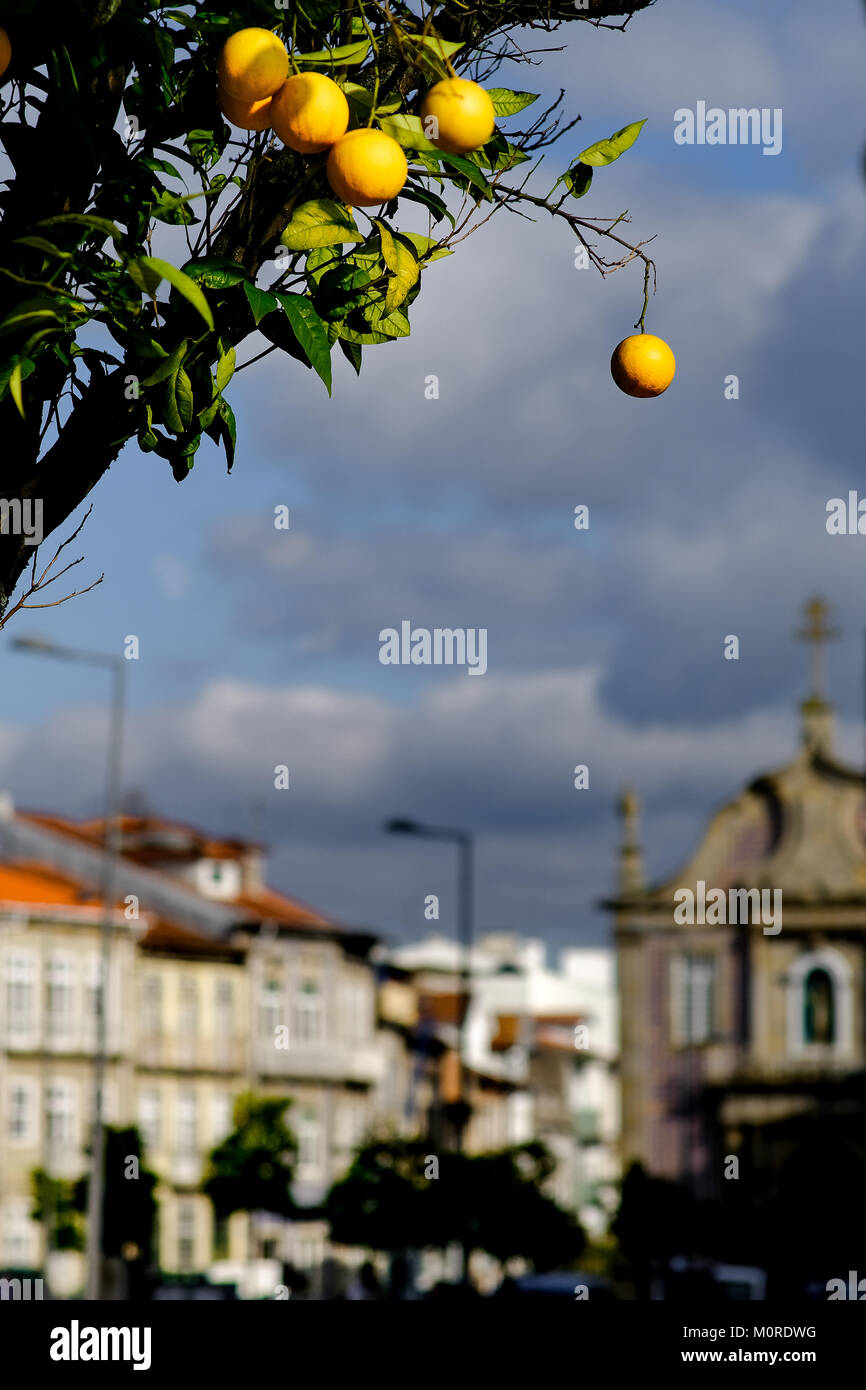 dozens of orange trees in a square of Braga, Portugal are heavy with ...