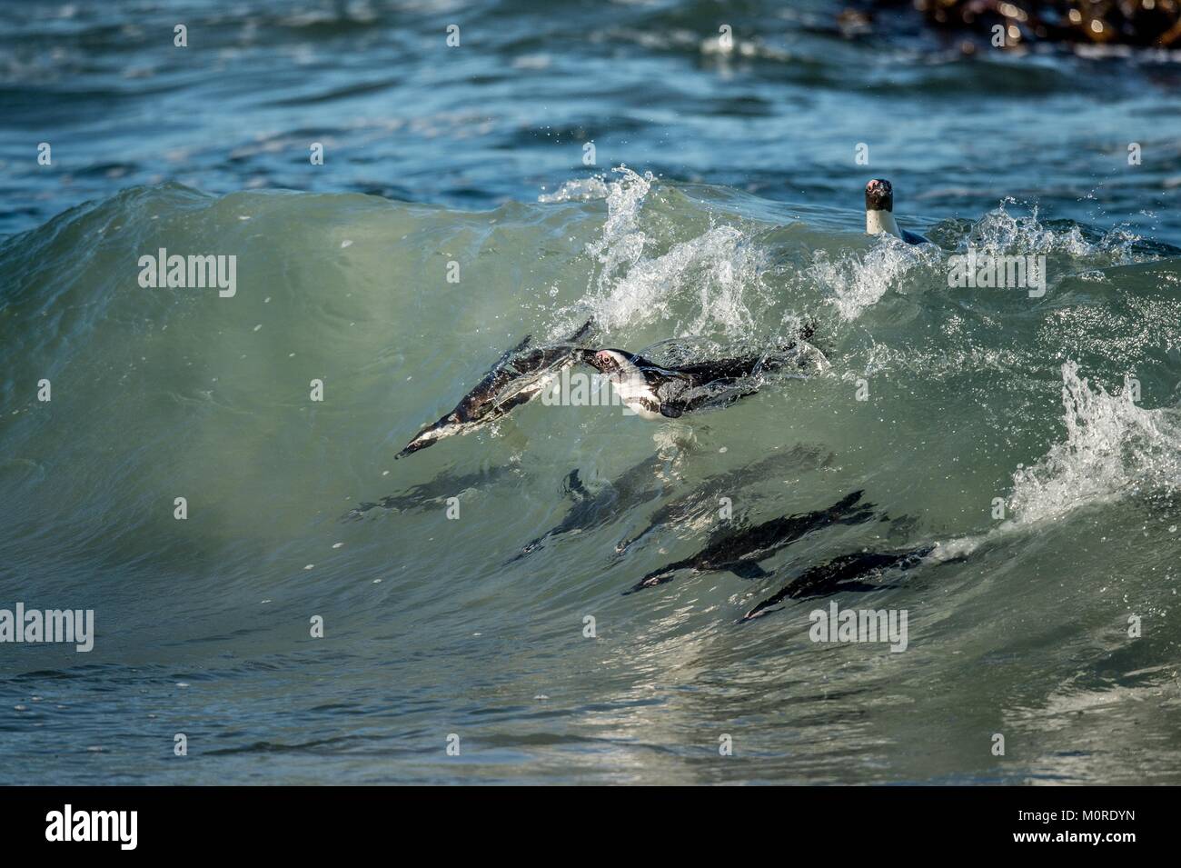 African Penguins Swimming
