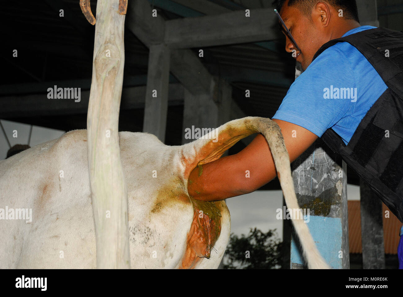 Indonesia. 23rd Jan, 2018. artificial insemination is the introduction ...