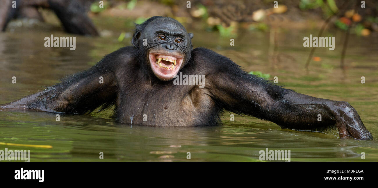 Gorilla Smiling