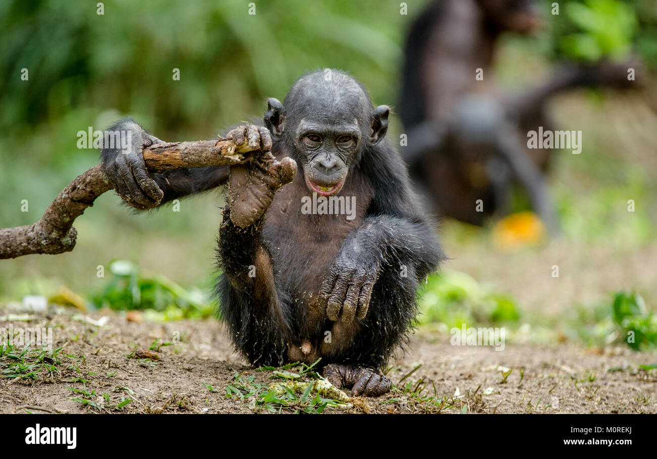 Close up Portrait of Bonobo Cub in natural habitat. The Bonobo ( Pan ...