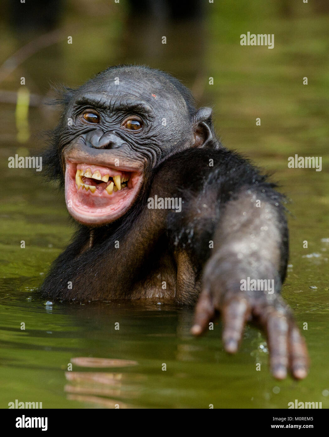 Chimp Laughing Stock Photos & Chimp Laughing Stock Images - Alamy