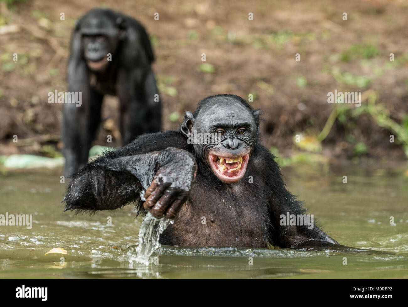 Smiling Bonobo in the water. Bonobo in the water with pleasure and ...