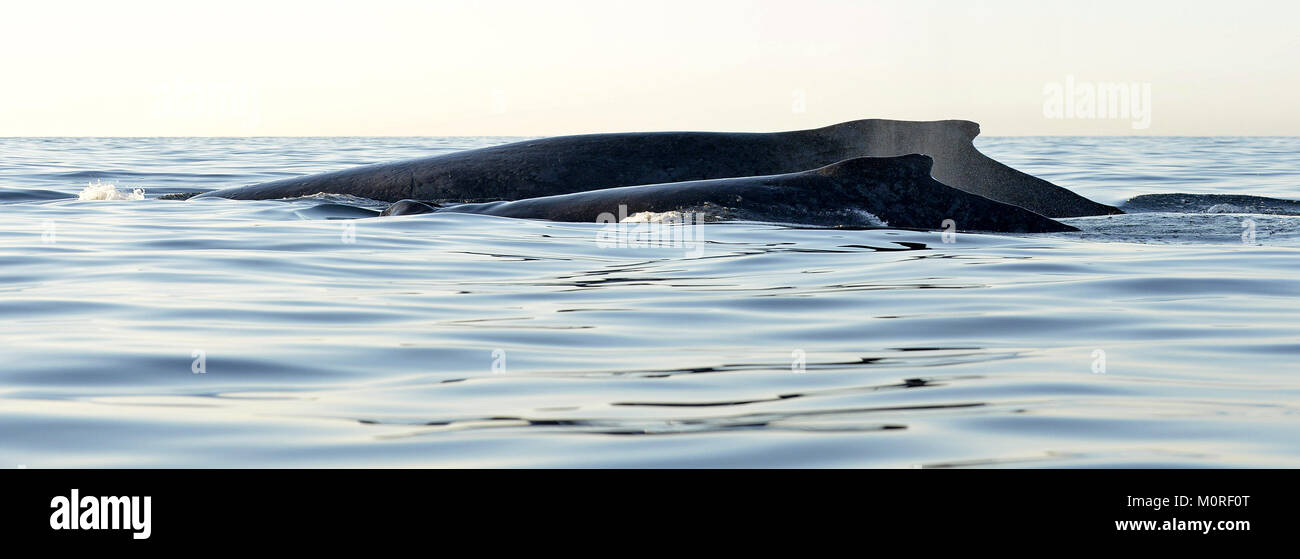 Back of Humpback whale mother and baby cub. Whales swimming in the ...