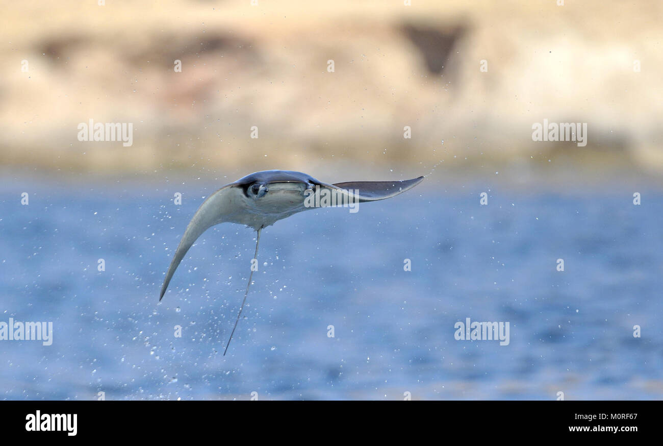Mobula ray jumping out of the water. Mobula munkiana, known as the ...
