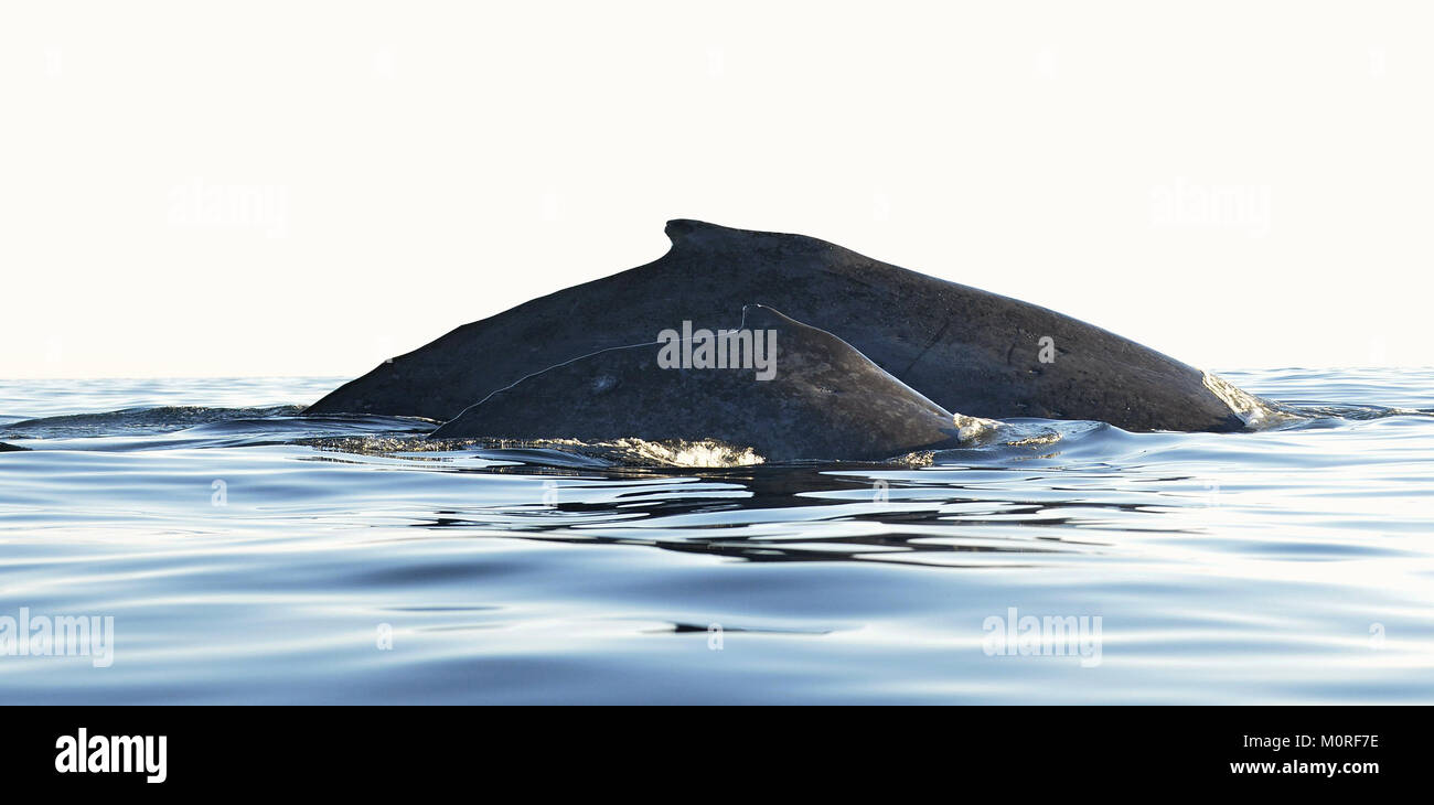 Back of Humpback whale mother and baby cub. Whales swimming in the ...