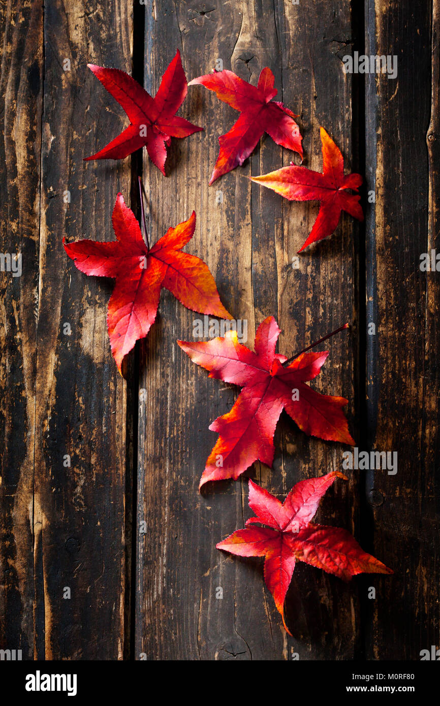 Six leaves hi-res stock photography and images - Alamy