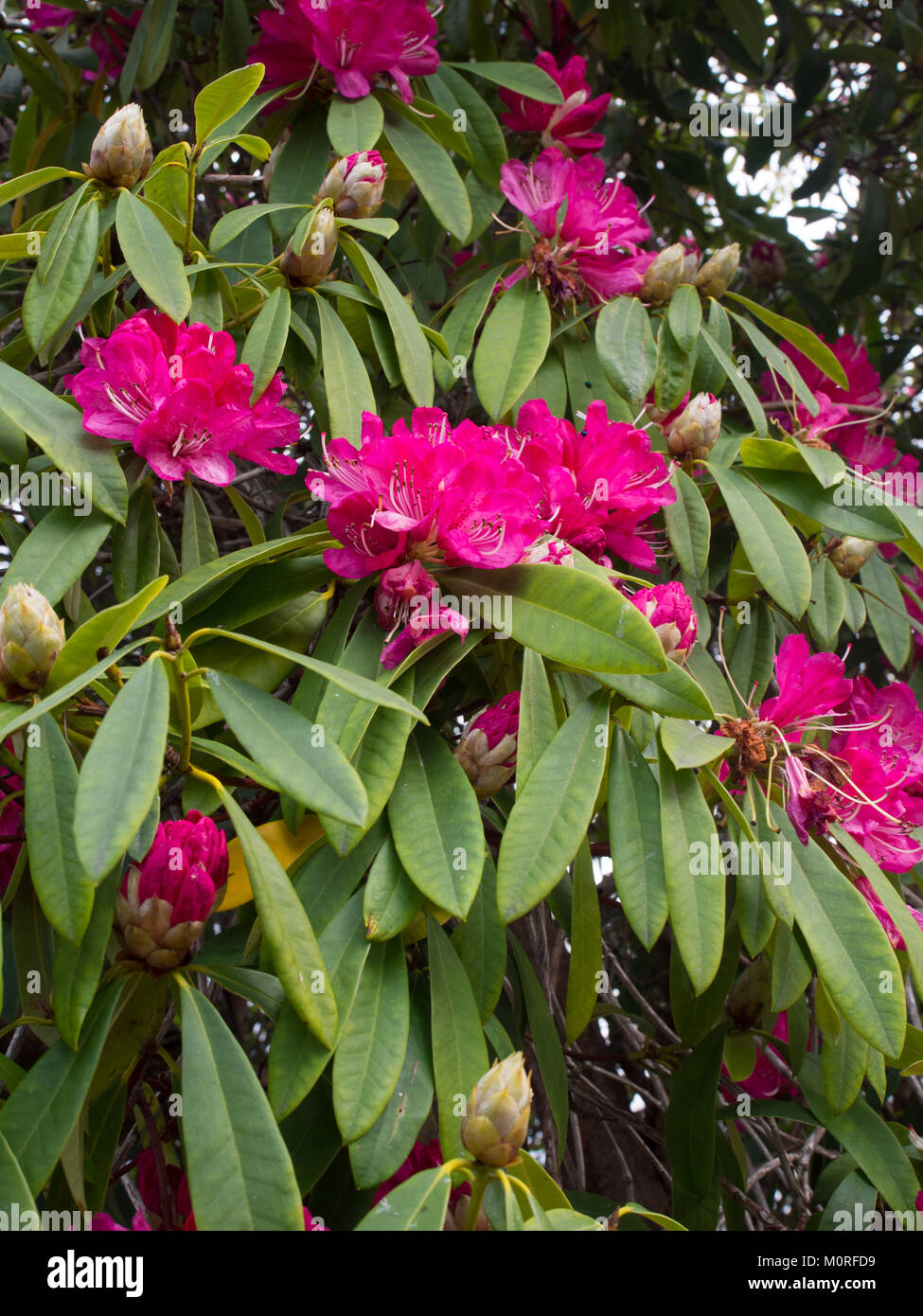 Pink flowers plant hi-res stock photography and images - Alamy