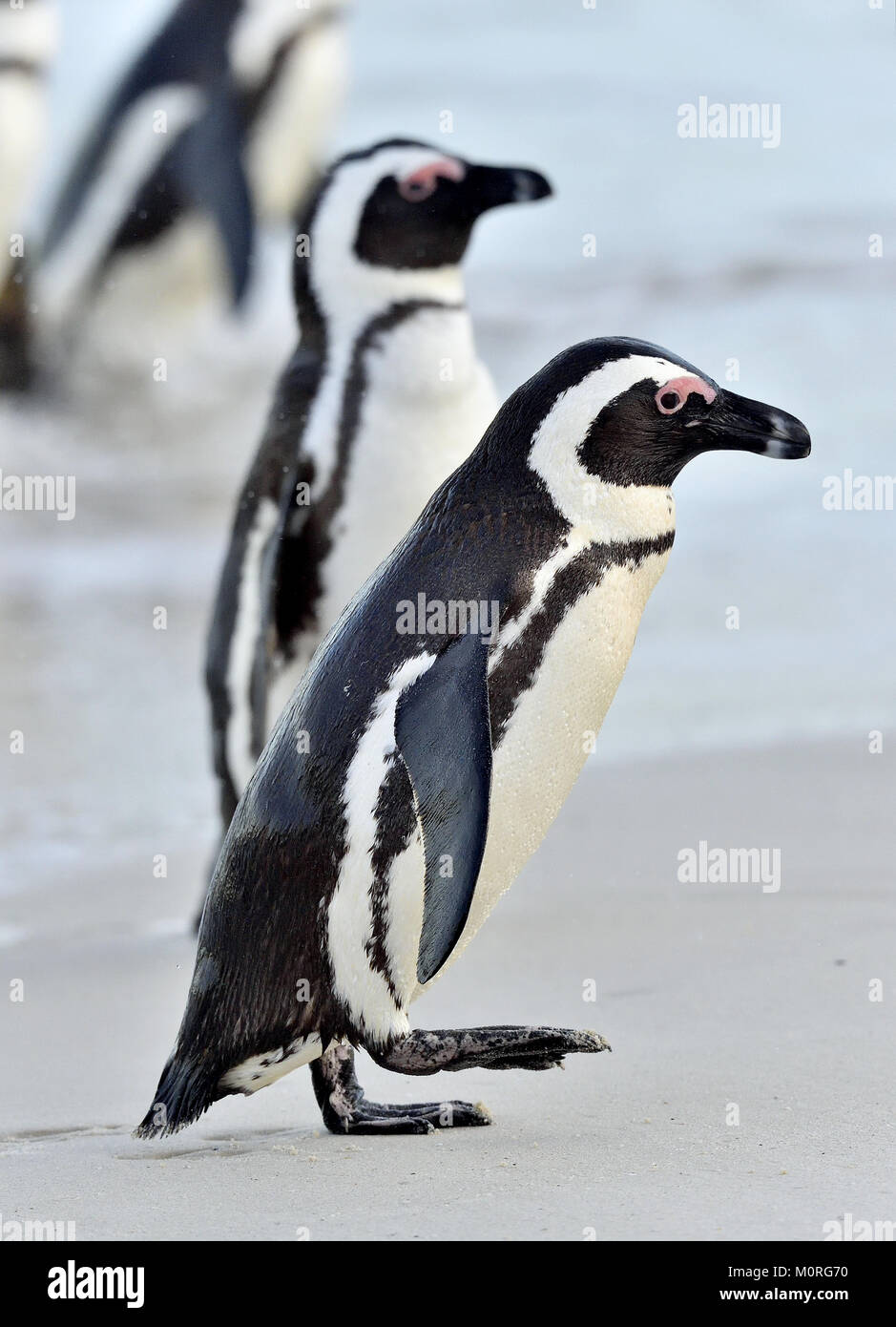 The African penguin (Spheniscus demersus). South Africa Stock Photo - Alamy