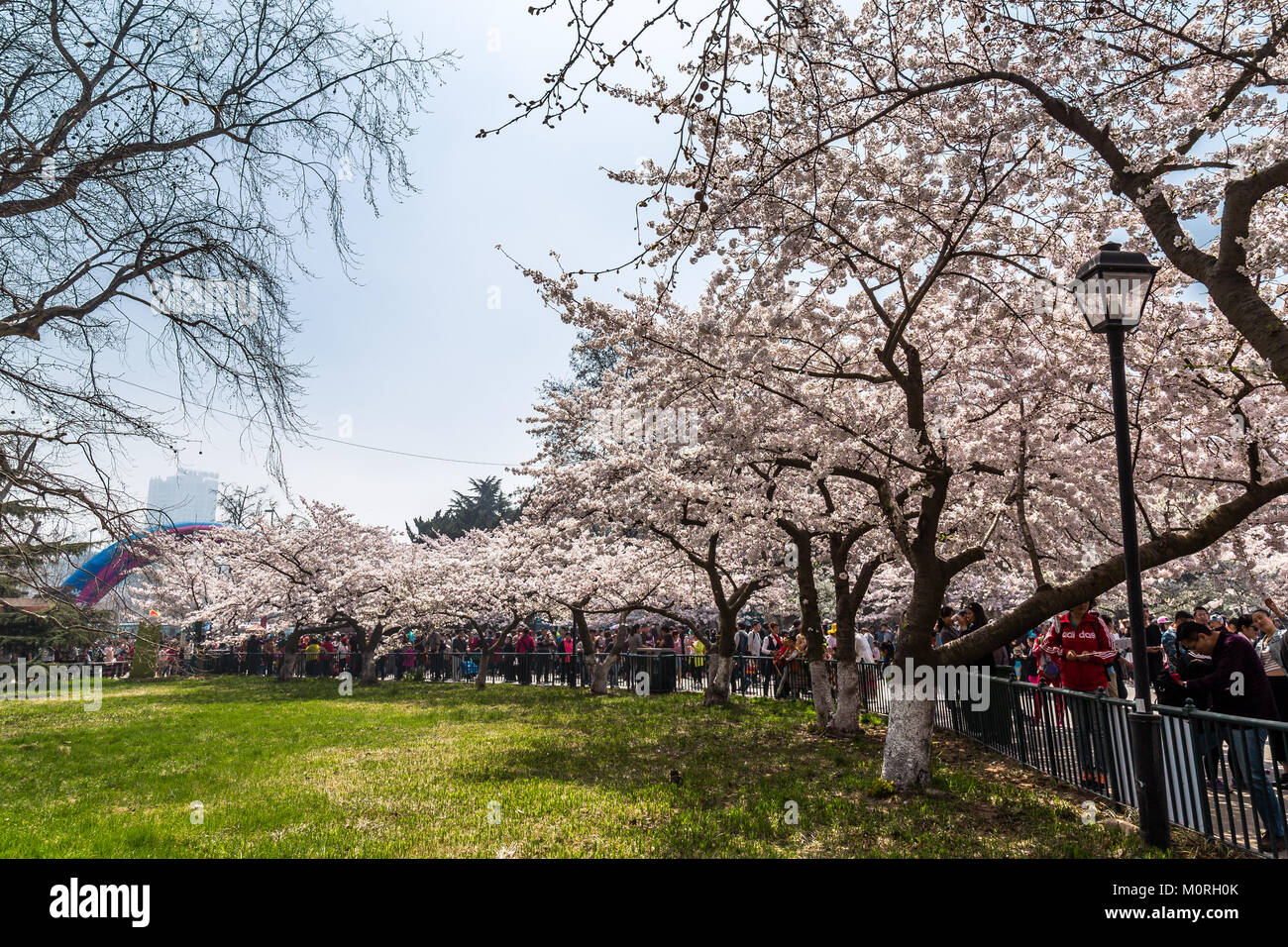 April 2016 - Qingdao, China - Tourists walk in Zhongshan park during ...