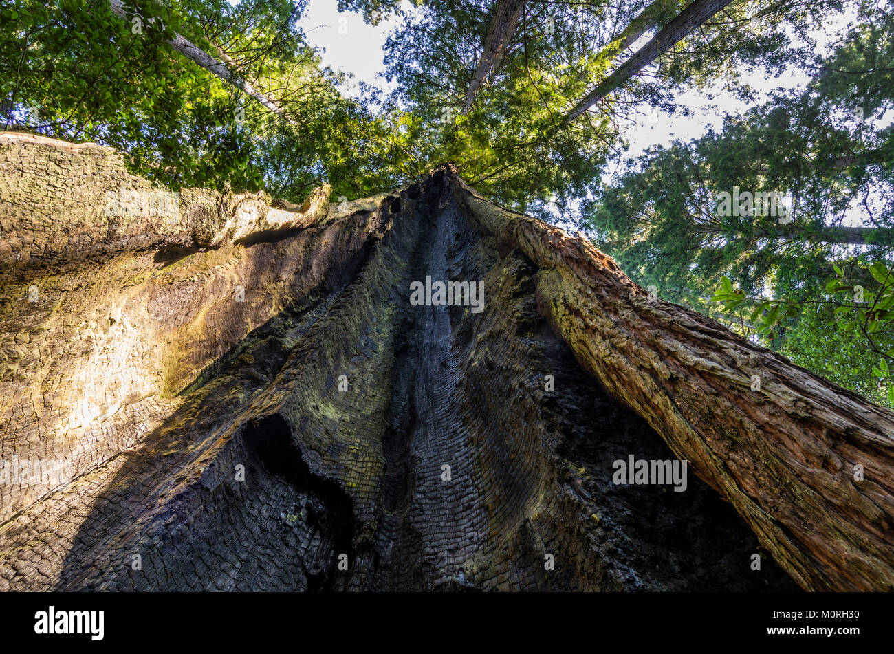 Redwood trees, Sequoia sempervirens, in Lady Bird Johnson Grove ...