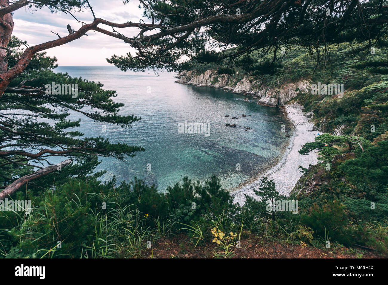 Japanese bay tree hi-res stock photography and images - Alamy