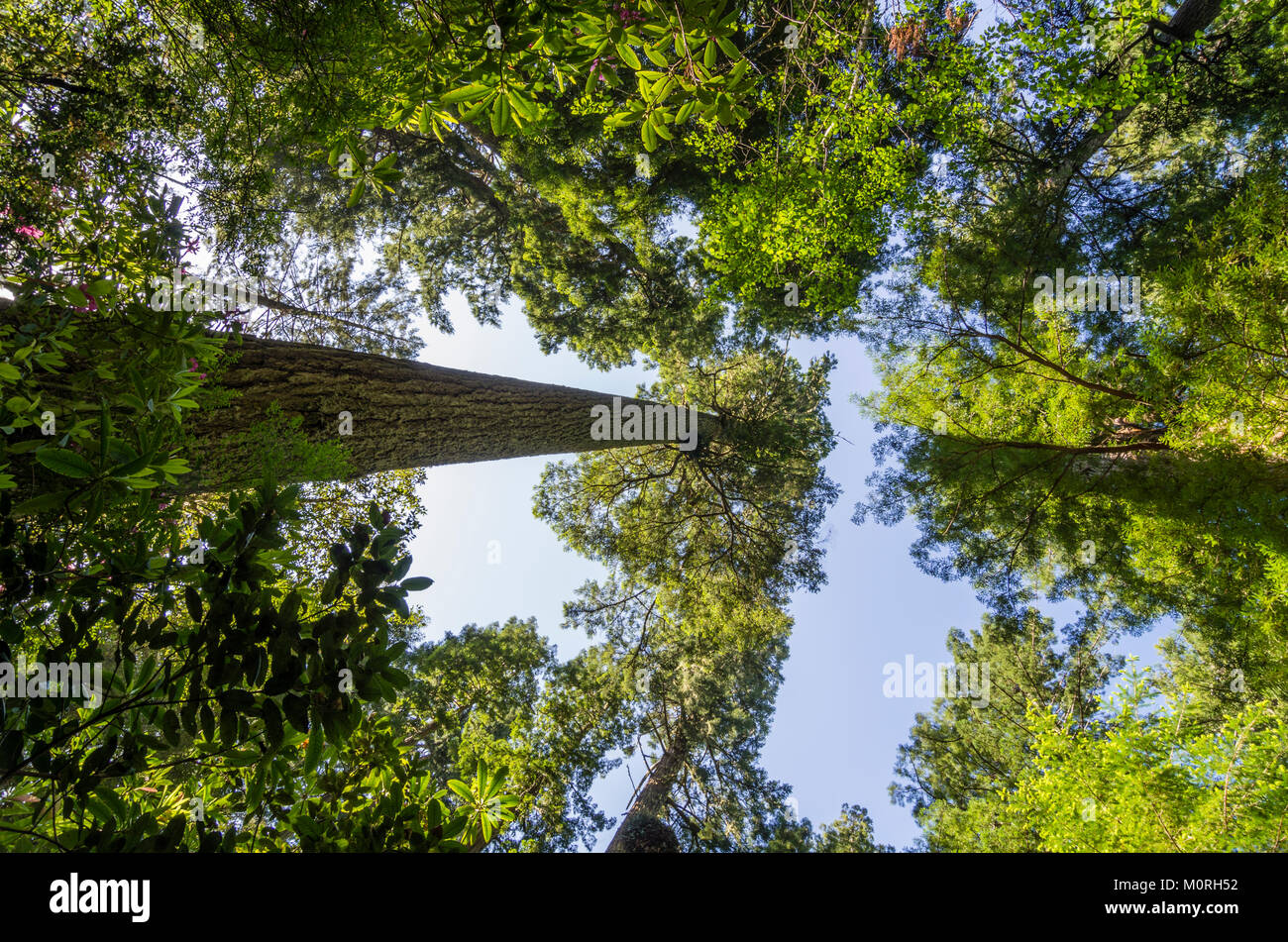 Redwood trees, Sequoia sempervirens, in Lady Bird Johnson Grove ...